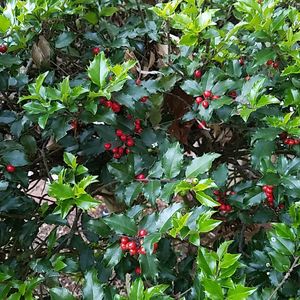 How to Grow and Care for Holly 'Blue Princess'