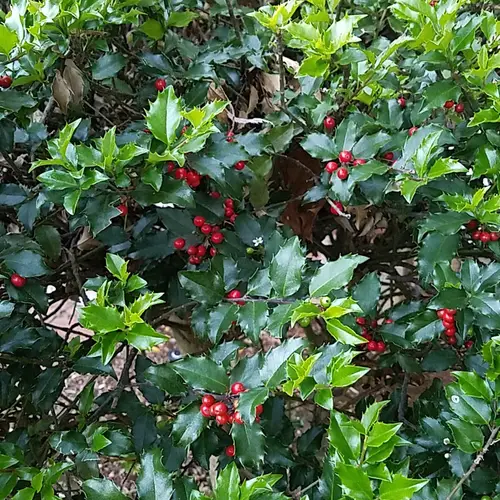 Holly 'Blue Princess' (Ilex × meserveae 'Blue Princess') Flower, Leaf ...