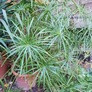 Cyperus involucratus 'Baby Tut' - PictureThis