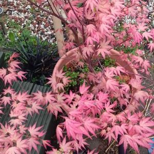How to Grow and Care for Japanese maple 'Taylor'
