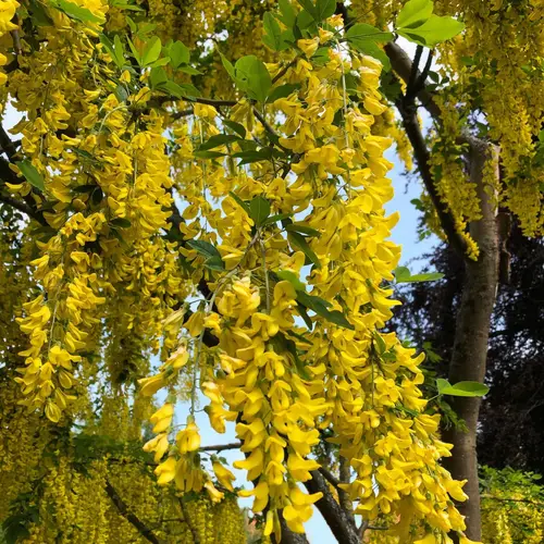 Golden chain tree 'Vossii' (Laburnum × watereri 'Vossii') Flower, Leaf ...