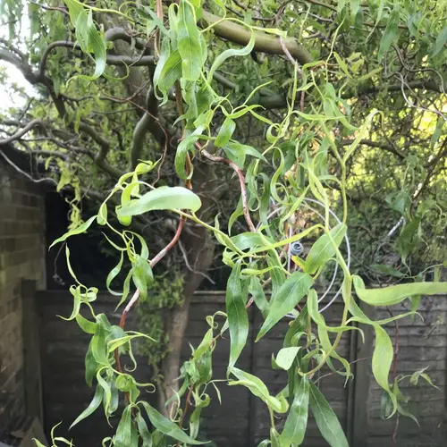 Salix matsudana 'Tortuosa' - PictureThis