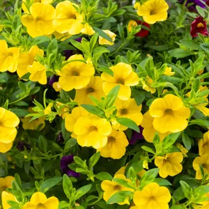 How to Transplant Trailing petunias? (Ideal time, Methods, and Post Care)
