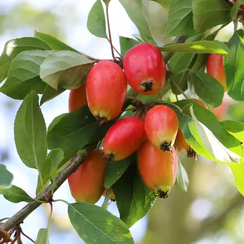 Pommier du japon (Malus 'John Downie') - PictureThis