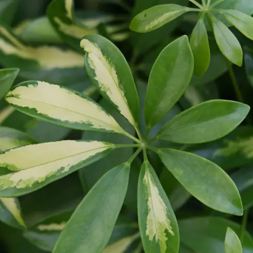 Árbol paraguas enano 'Moondrop' (Schefflera arboricola 'Moondrop') - PictureThis