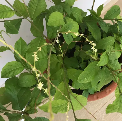 Anamú (Petiveria alliacea) - PictureThis