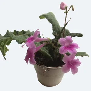 How to Propagate Cape primrose 'Tina'