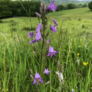 How to Grow and Care for Rampion