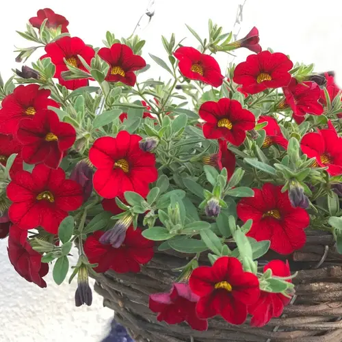 Calibrachoa 'Superbells Red' - PictureThis