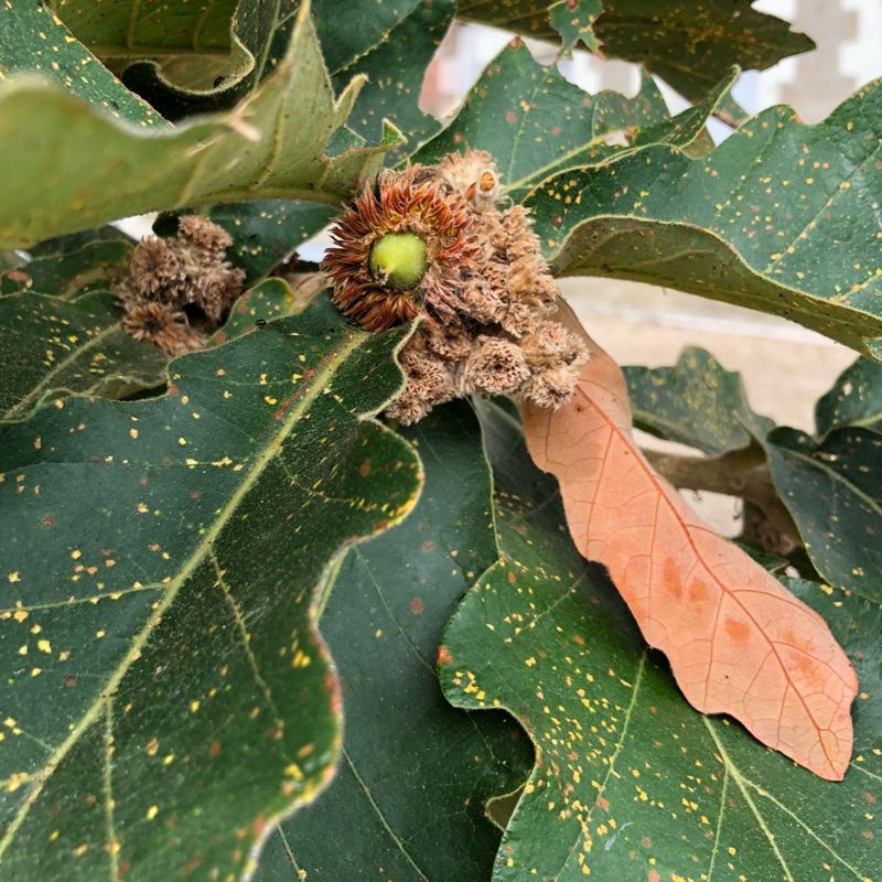 What Are the Common Problems of Japanese emperor oak?