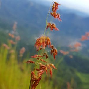 Rose natal grass - Melinis repens (Taxonomy, Characteristics, Invasive ...