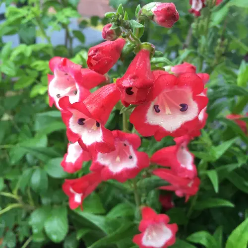 Penstemon hartwegii 'Arabesque Red' - PictureThis