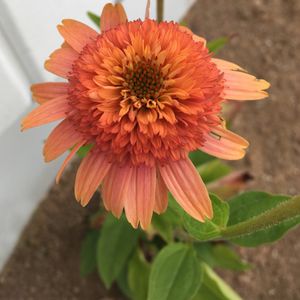 How to Grow and Care for Purple coneflower 'Supreme Cantaloupe'