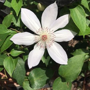 Clematis 'Edith' - PictureThis
