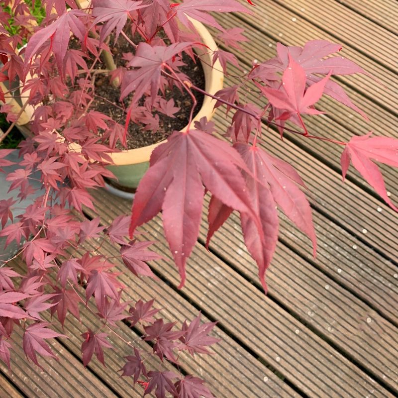 How Does Japanese maple 'Emperor 1' Enhance Your Landscape Design?