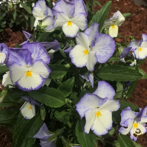 Horned violet 'Celestial Blue Moon' (Viola cornuta 'Celestial Blue Moon ...