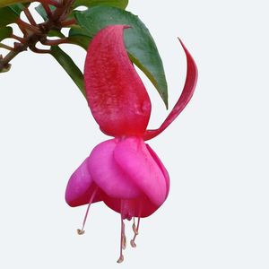 How to Grow and Care for Hardy fuchsia 'Display'