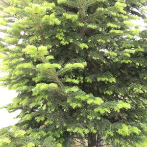 How to Grow and Care for Momi fir