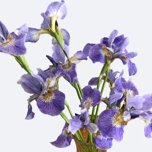 How to Plant and Grow Siberian iris 'Super Ego'(Iris sibirica 'Super Ego')