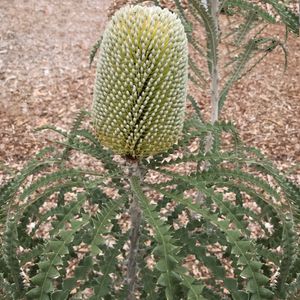 Bull banksia (Banksia grandis) - PictureThis