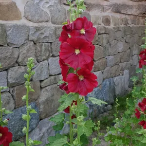 How to Propagate Common hollyhock 'Mars Magic'