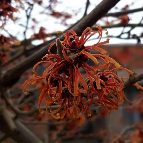 Hamamelis vernalis - PictureThis