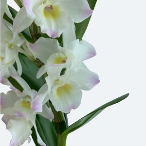 How to Grow and Care for Dendrobium orchid 'Spring Dream'