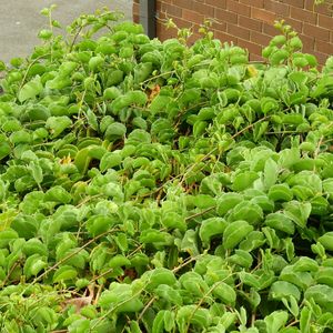 How to Grow and Care for Venezuelan treebine