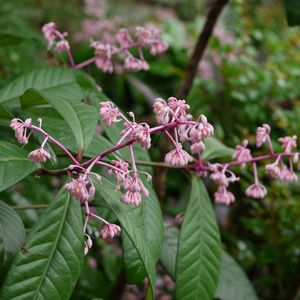 Ardisia (Ardisia humilis) - PictureThis