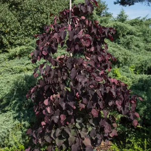 How to Prune Eastern redbud 'Ruby Falls'