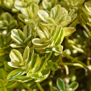 How to Prune Hebe 'Silver Queen'