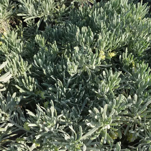 Tabaquillo (Tournefortia gnaphalodes) - PictureThis