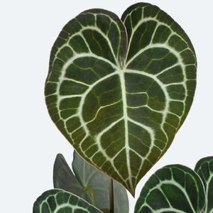 How to Grow and Care for Velvet cardboard anthurium