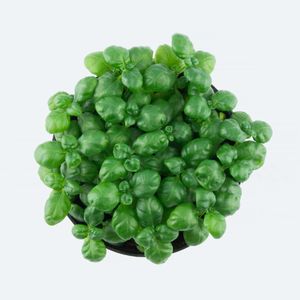 How to Grow and Care for Bubble plant