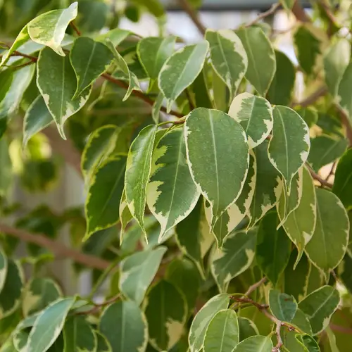Ficus variegado (Ficus benjamina 'Variegata') - PictureThis