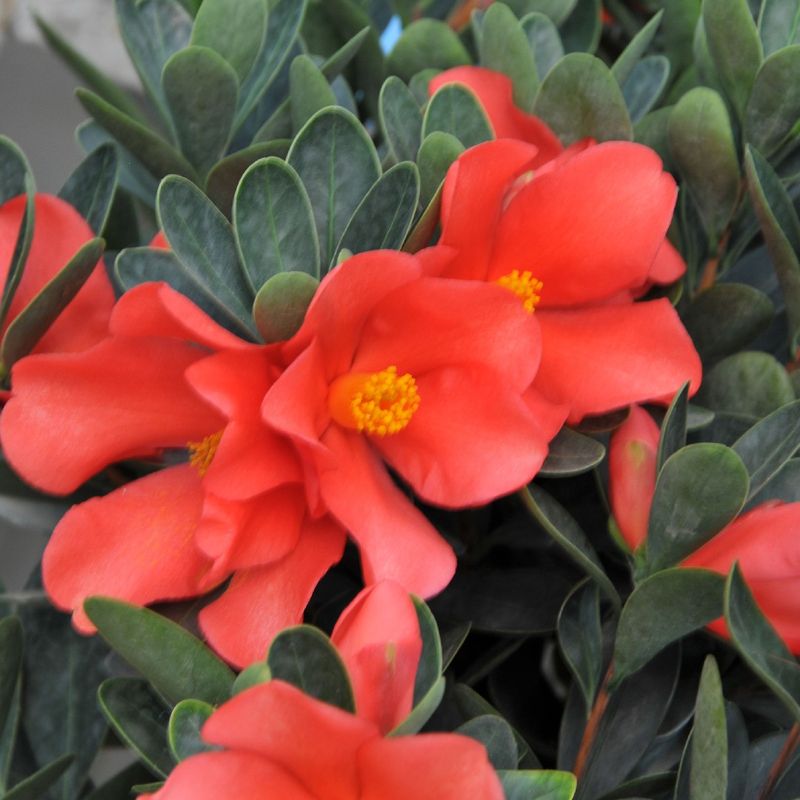 How to Solve Common Camellia azalea Issues?