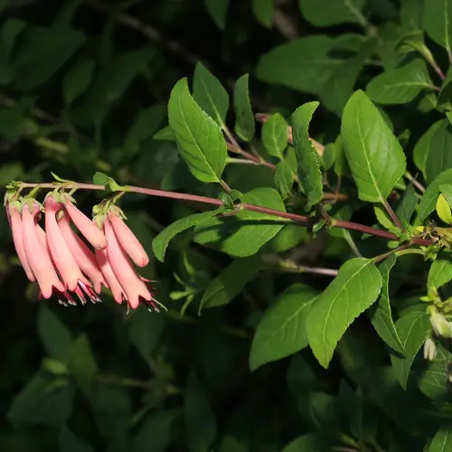 Yellow cape fuchsia (Phygelius aequalis) Flower, Leaf, Care, Uses ...