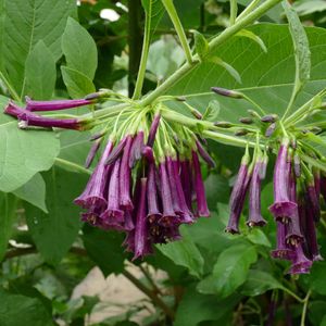 Iochroma cyaneum - PictureThis