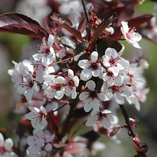 Purple-Leaf Sand Cherry (Prunus × cistena) Flower, Leaf, Care, Uses ...