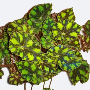 How to Grow and Care for Begonias 'Tiger Paws'