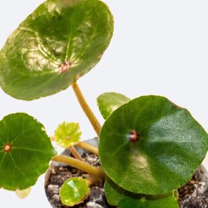 How to Grow and Care for Red ruby begonia