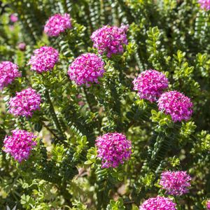 How to Grow and Care for Rice flower