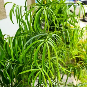 How to Transplant Falcate yellow wood? (Ideal time, Methods, and Post Care)