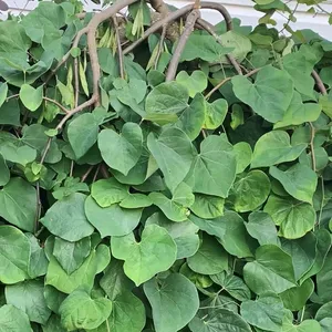 How to Prune Chinese moonseed