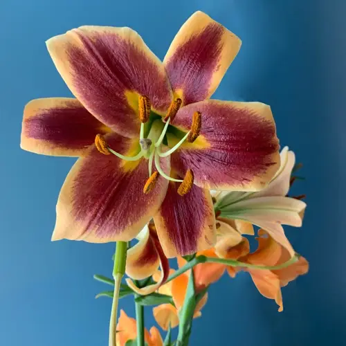 Lilies 'Robert Swanson' (Lilium 'Robert Swanson') Flower, Leaf, Care ...
