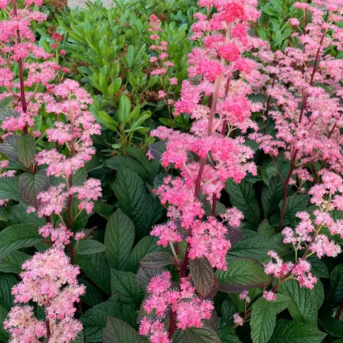 Rodgersia pinnata 'Superba' - PictureThis