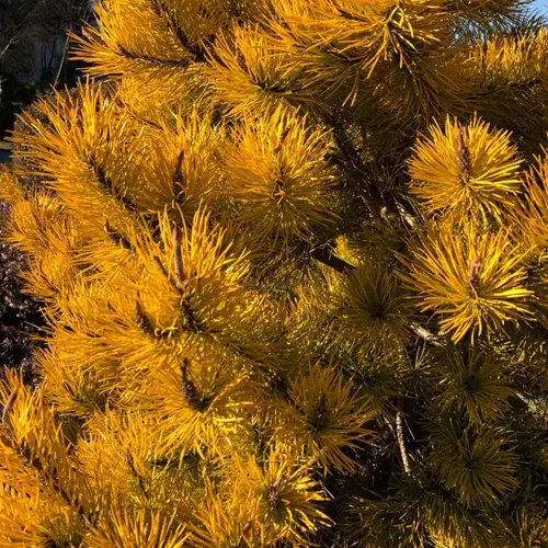 Pinus contorta 'Chief Joseph' - PictureThis