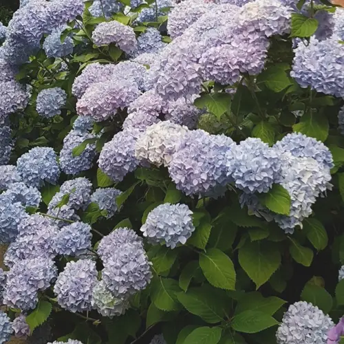 How to Plant and Grow Bigleaf hydrangea 'Big Daddy'(Hydrangea ...