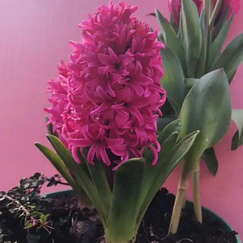 Hyacinthus orientalis 'Jan Bos' - PictureThis