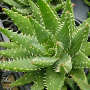 'Crosby's Prolific' Aloe (Aloe 'Crosby's Prolific') - PictureThis
